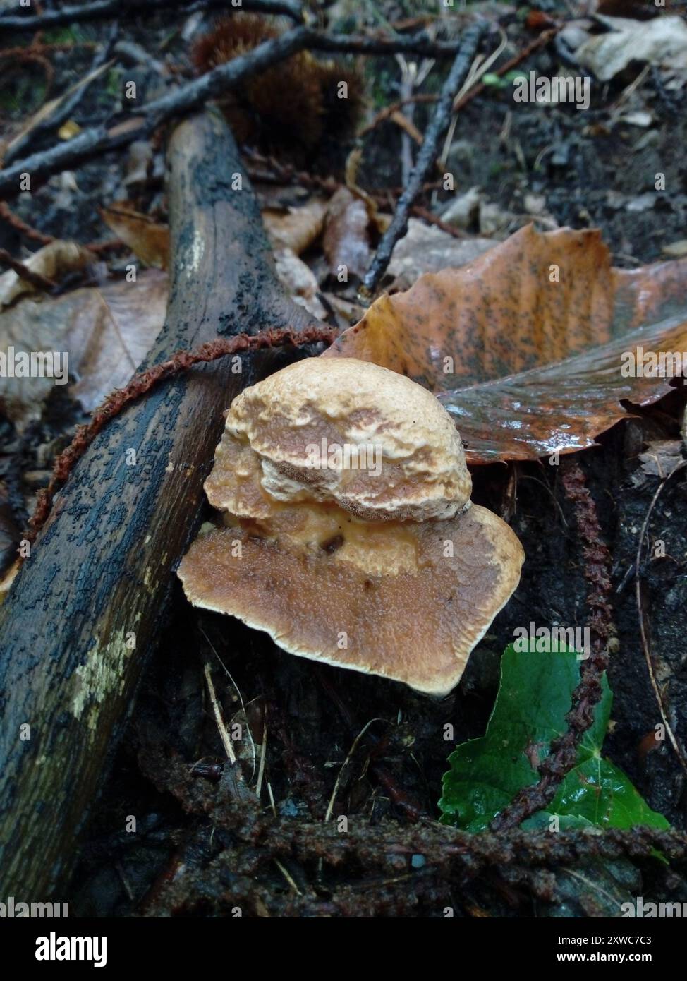 Basidiomycete Fungi (Basidiomycota) Fungi Stock Photo - Alamy