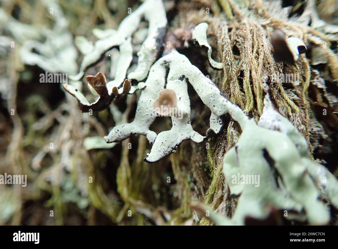 Tube Lichens (Hypogymnia) Fungi Stock Photo - Alamy