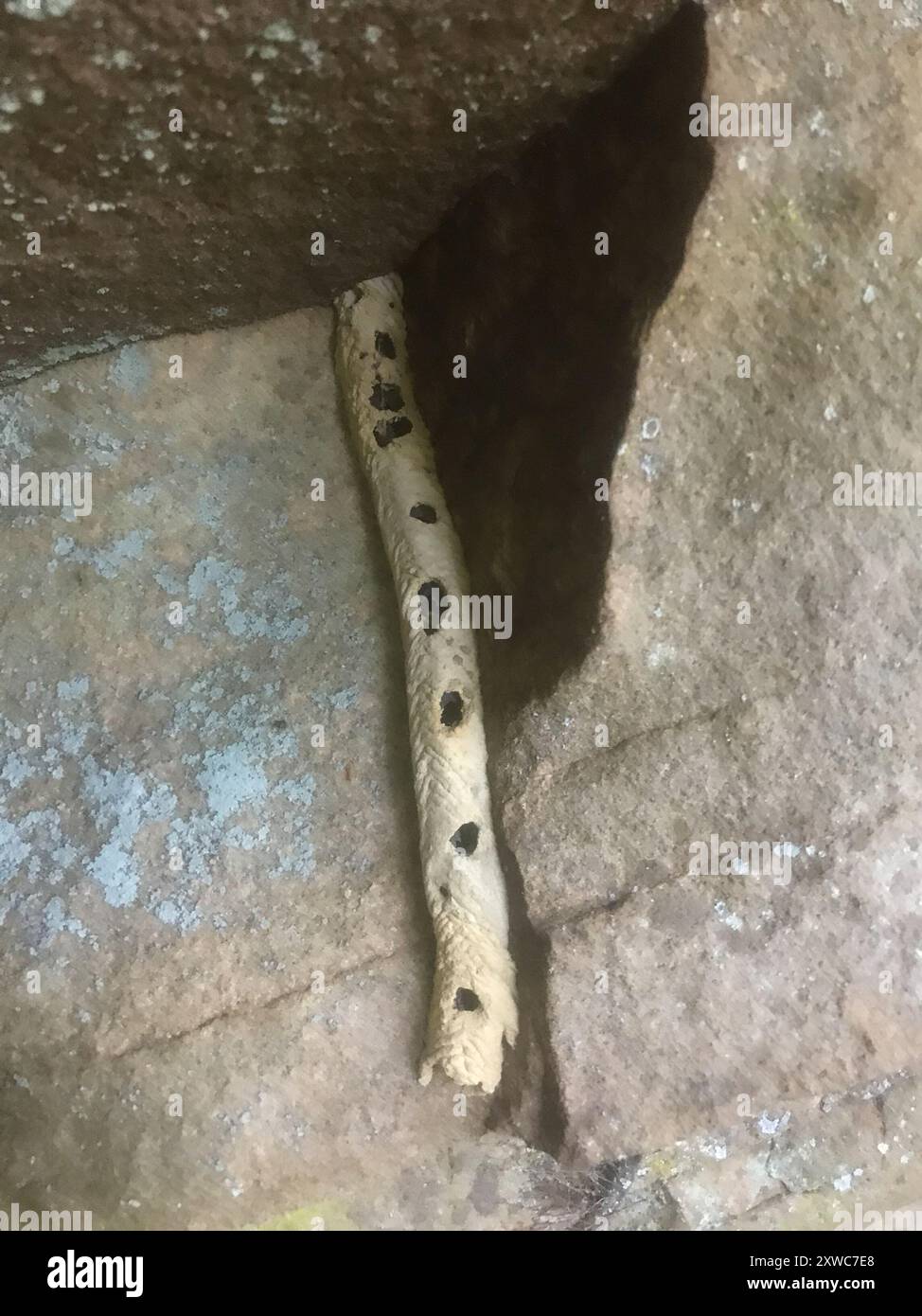 Organ-pipe Mud-dauber Wasp (Trypoxylon politum) Insecta Stock Photo - Alamy