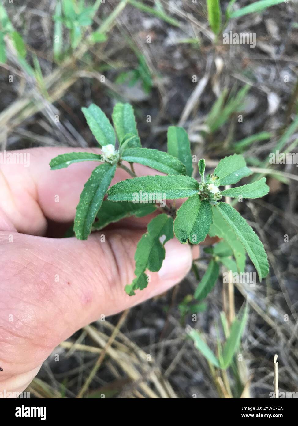 Tropic Croton (Croton glandulosus) Plantae Stock Photo - Alamy