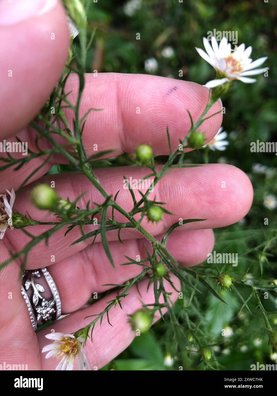 hairy white oldfield aster (Symphyotrichum pilosum) Plantae Stock Photo ...