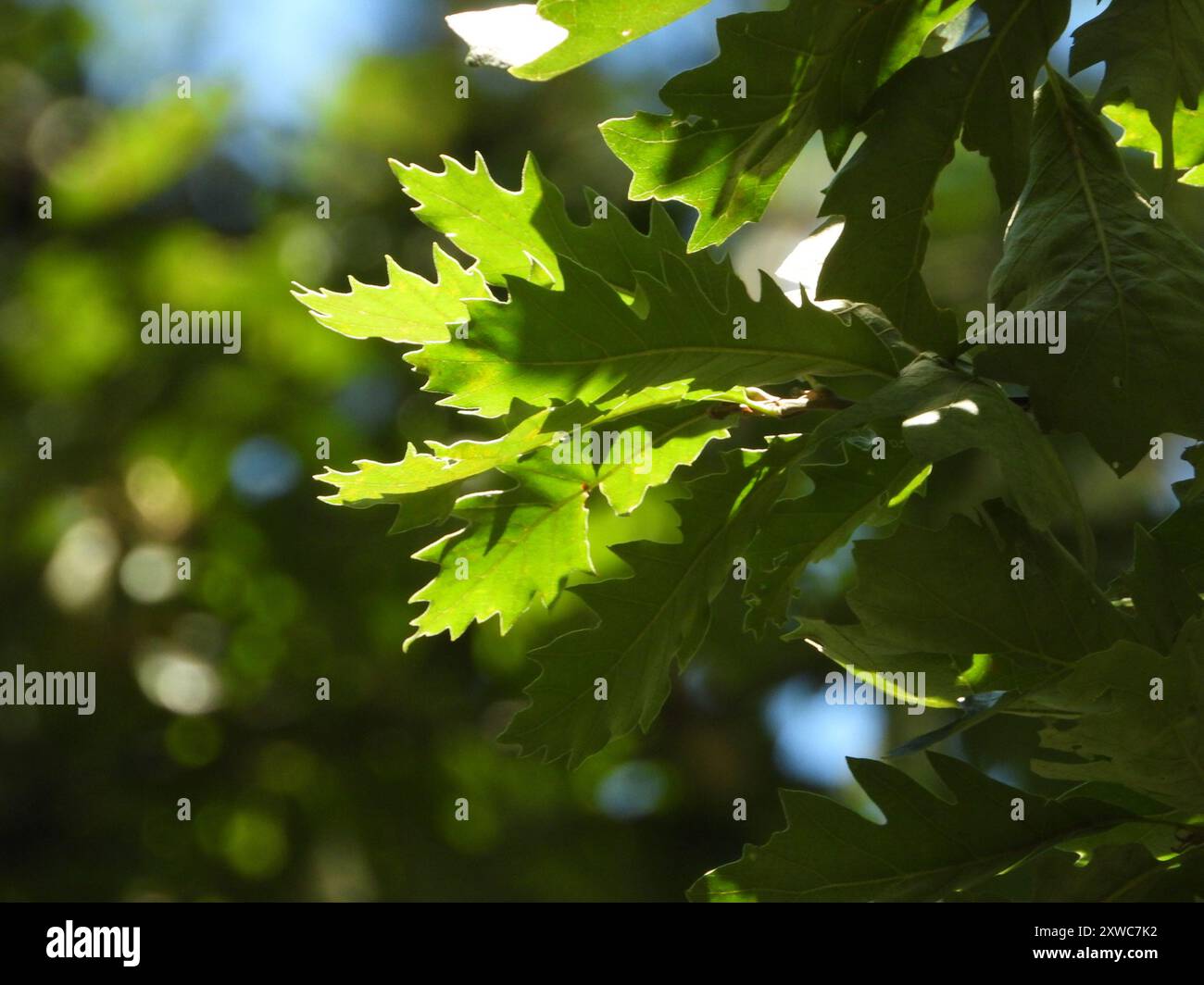 Turkey Oak (Quercus cerris) Plantae Stock Photo - Alamy