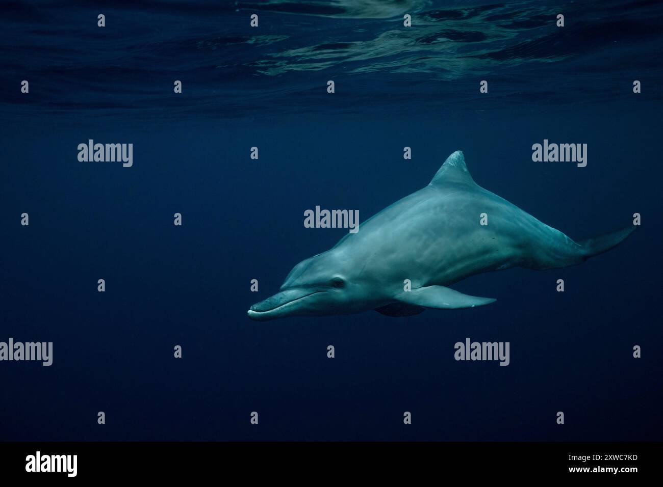 Dolphins swimming inside the barrier reef of Mayotte lagoon Indian ...