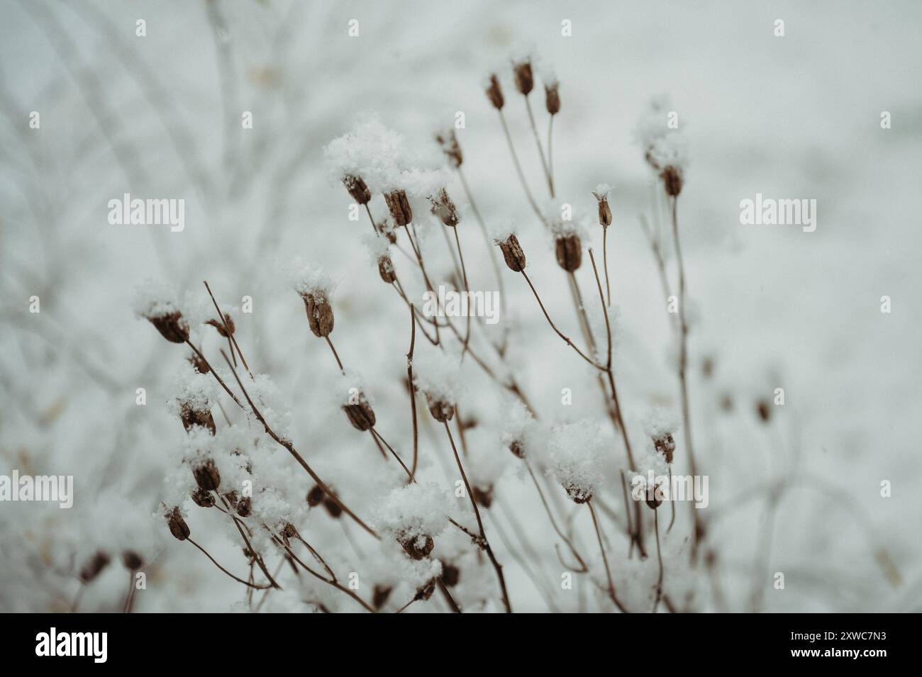 Snow-covered columbine branches in a winter garden Stock Photo - Alamy