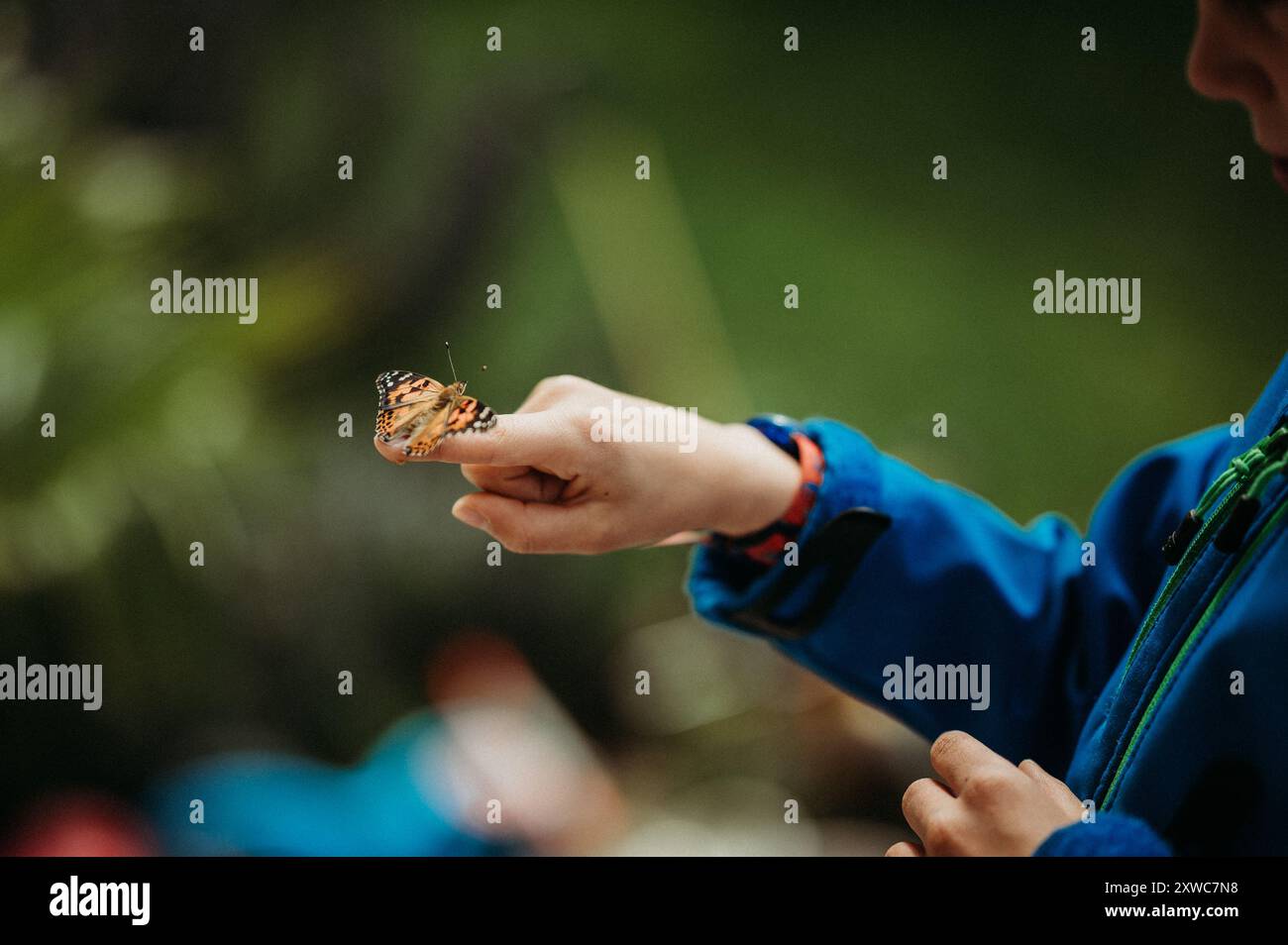 Boy with a butterfly on his hand, wearing a blue jacket outdoors Stock ...