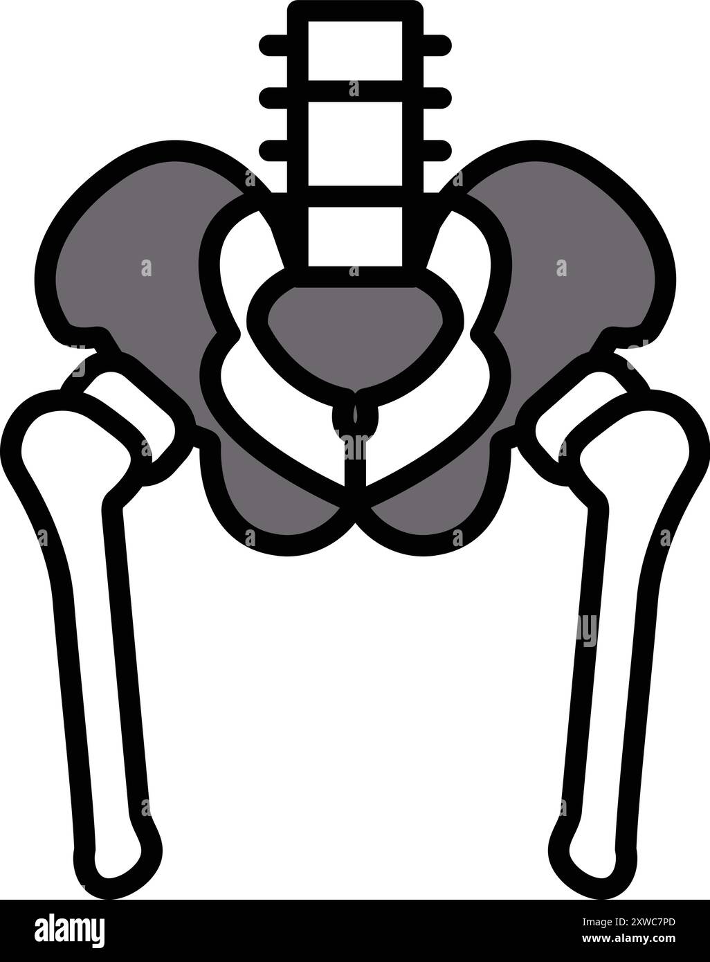 Drawing anatomy sacrum hi-res stock photography and images - Alamy