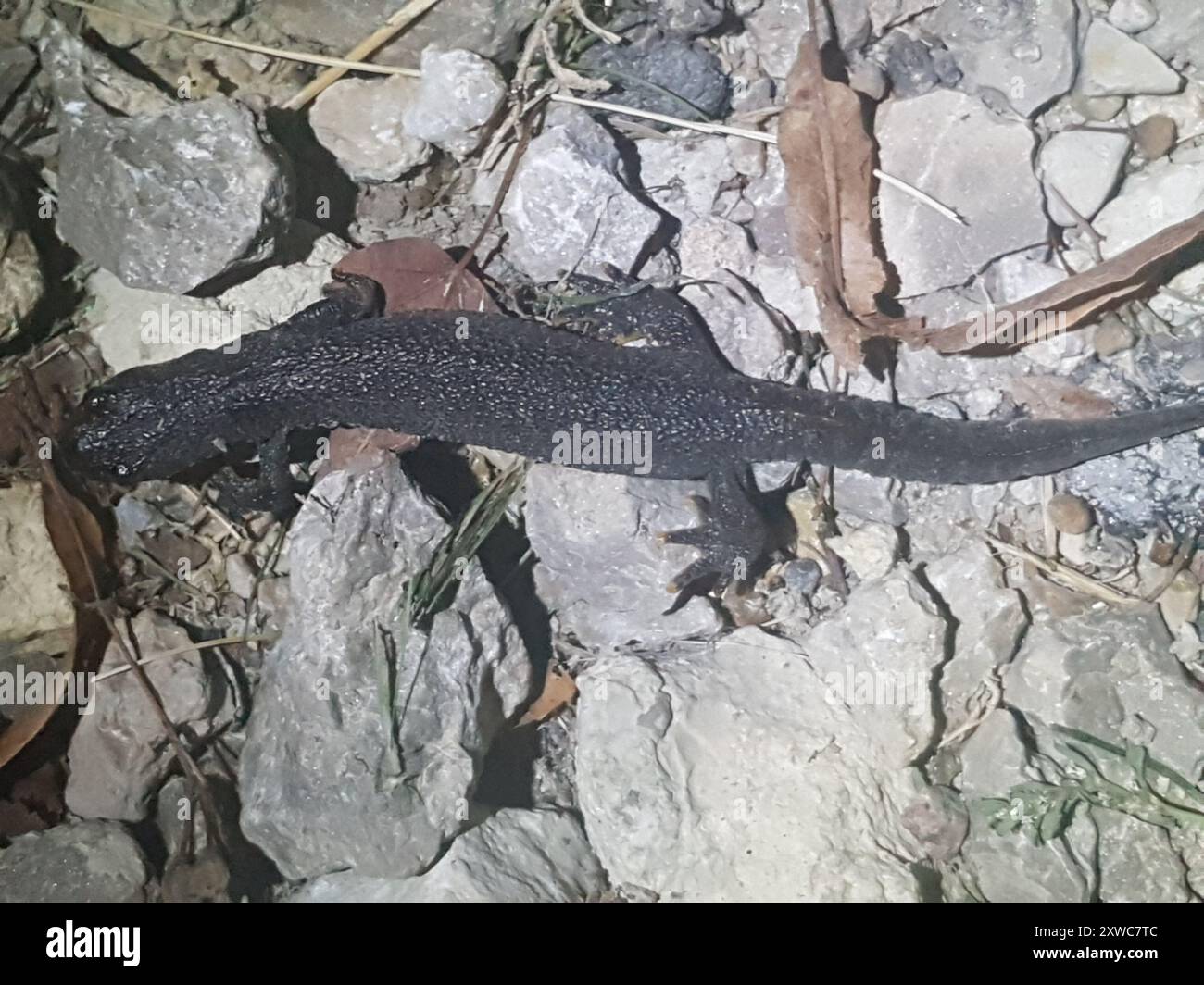 Great Crested Newt (Triturus cristatus) Amphibia Stock Photo - Alamy