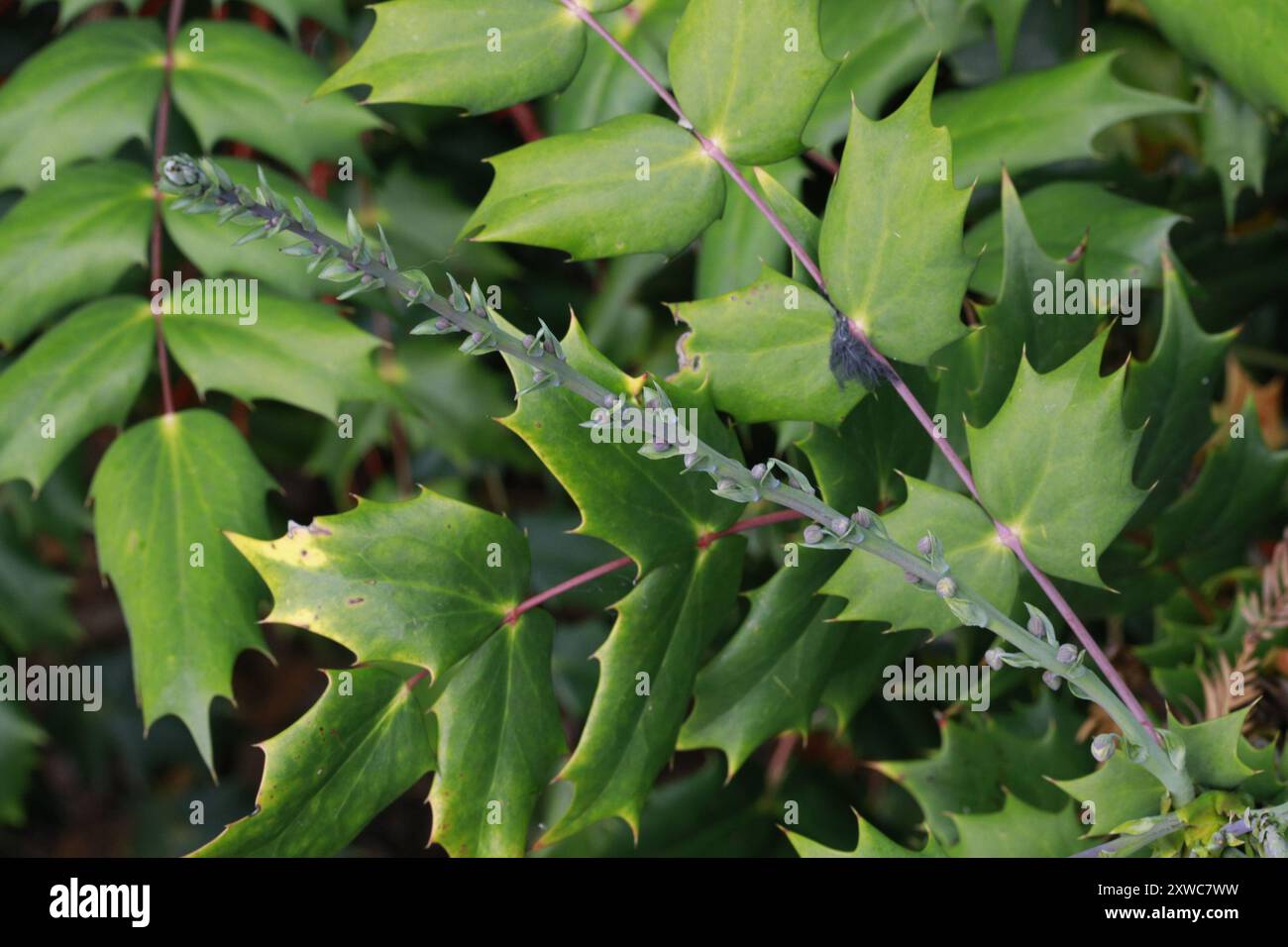 leatherleaf mahonia (Berberis bealei) Plantae Stock Photo - Alamy