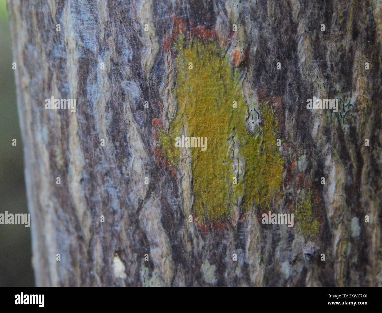 Rash Lichens (Pyrenula) Fungi Stock Photo - Alamy