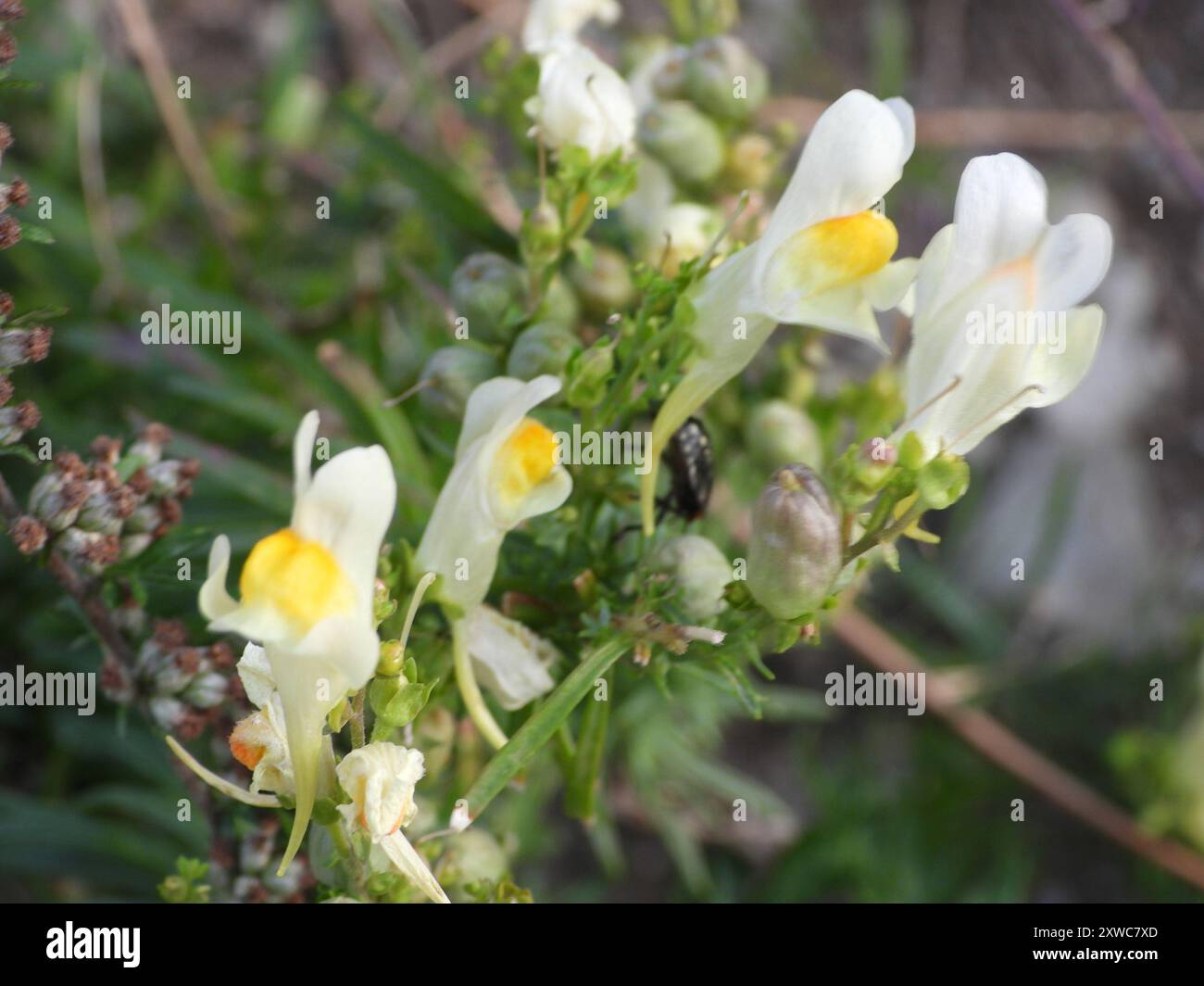 common toadflax (Linaria vulgaris) Plantae Stock Photo - Alamy