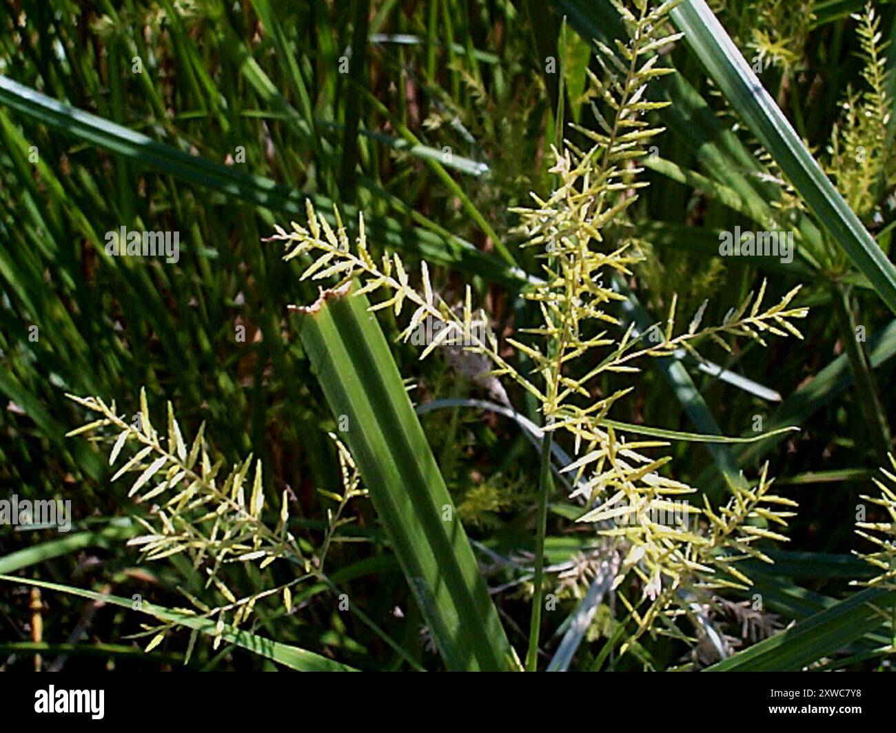Cyperus dives hi-res stock photography and images - Alamy