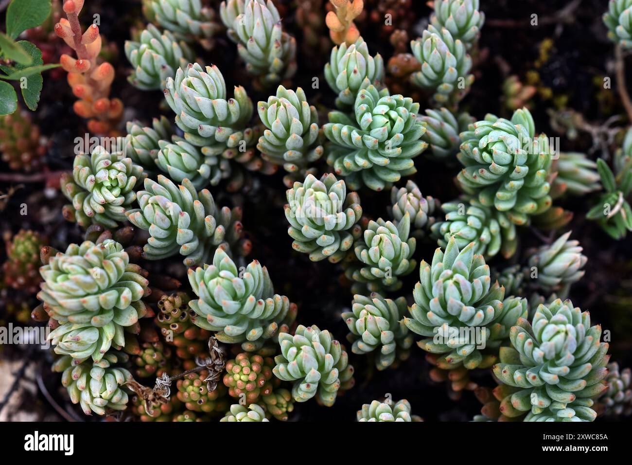 Detail of the fleshy (succulent) leaves of Sedum sediforme Stock Photo ...