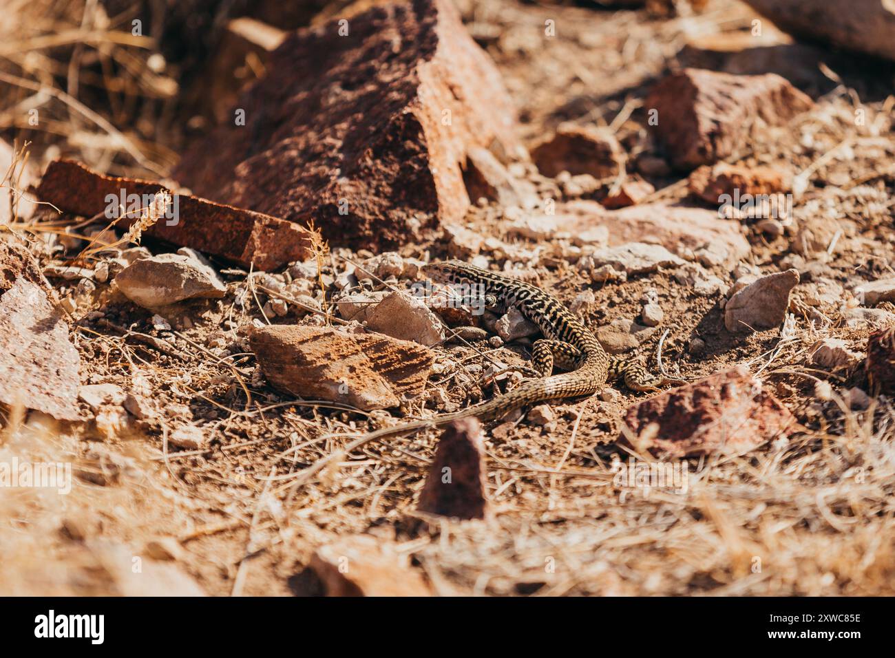 Checkered whiptail lizard hi-res stock photography and images - Alamy
