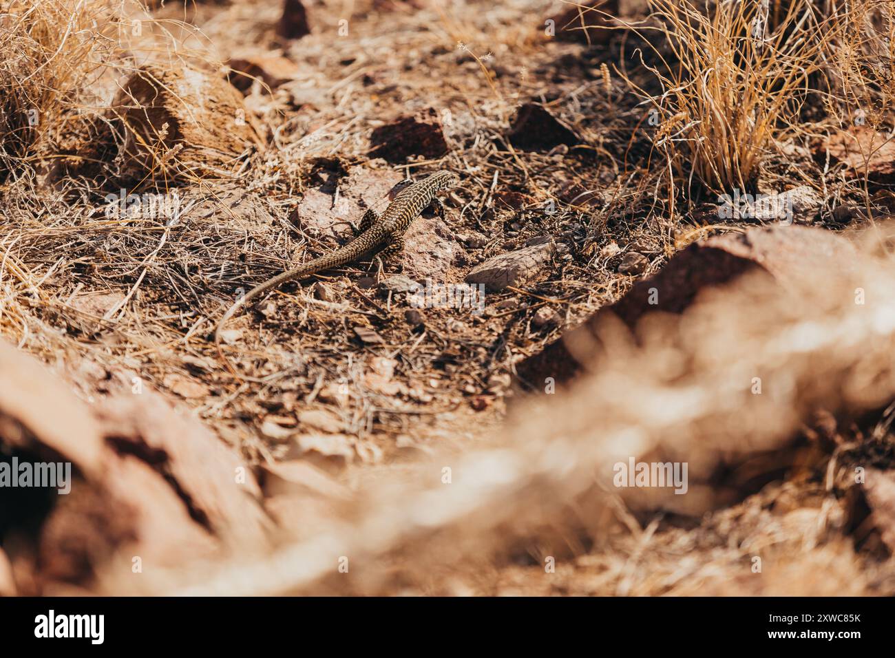 Common Checkered Whiptail Lizard in Franklin Mountains, El Paso Stock ...