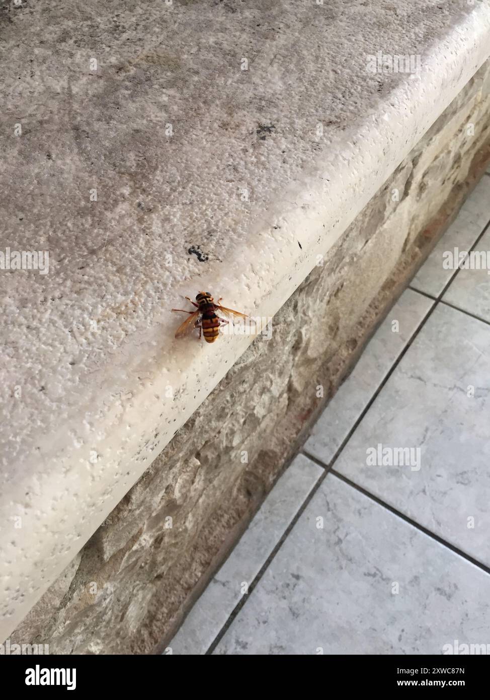 (Milesia crabroniformis) Insecta Stock Photo - Alamy