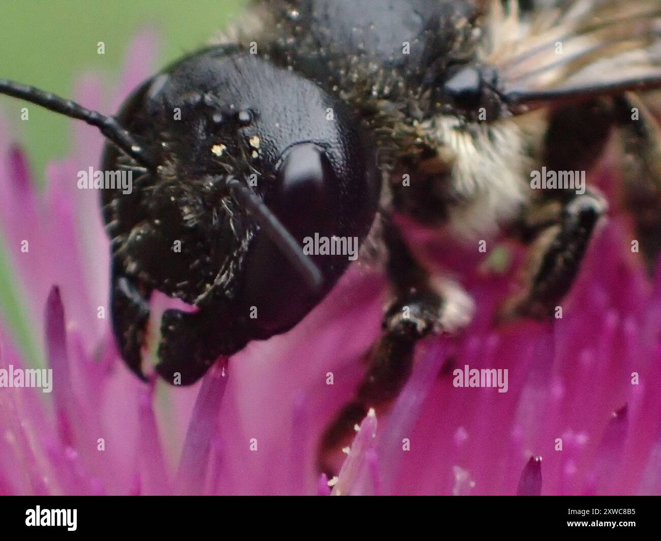 Megachile inermis hi-res stock photography and images - Alamy