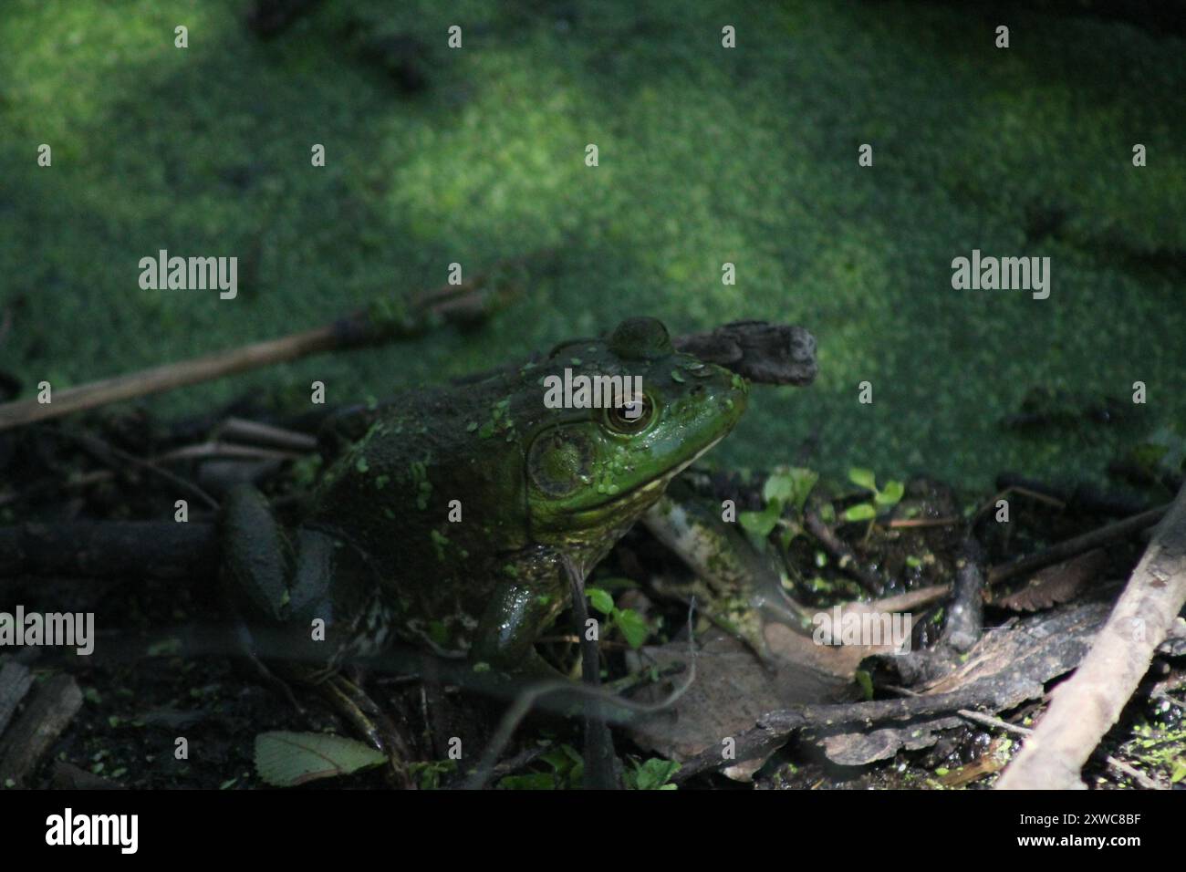 American Bullfrog (Lithobates catesbeianus) Amphibia Stock Photo - Alamy