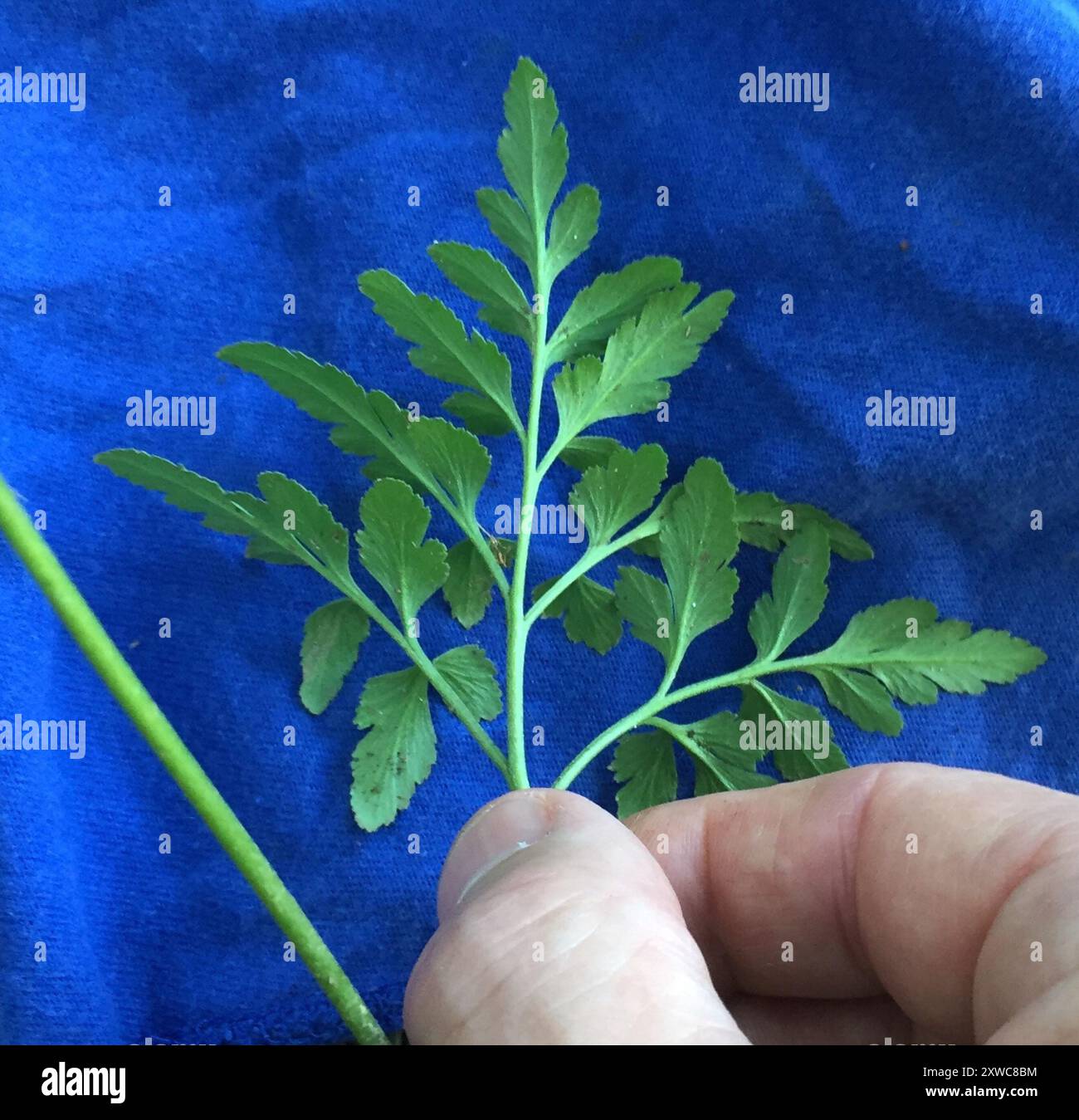 Cutleaf Grapefern (Sceptridium dissectum) Plantae Stock Photo - Alamy