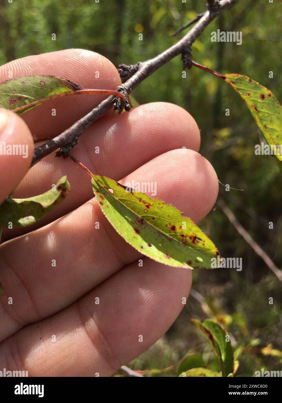 Chickasaw plum (Prunus angustifolia) Plantae Stock Photo - Alamy