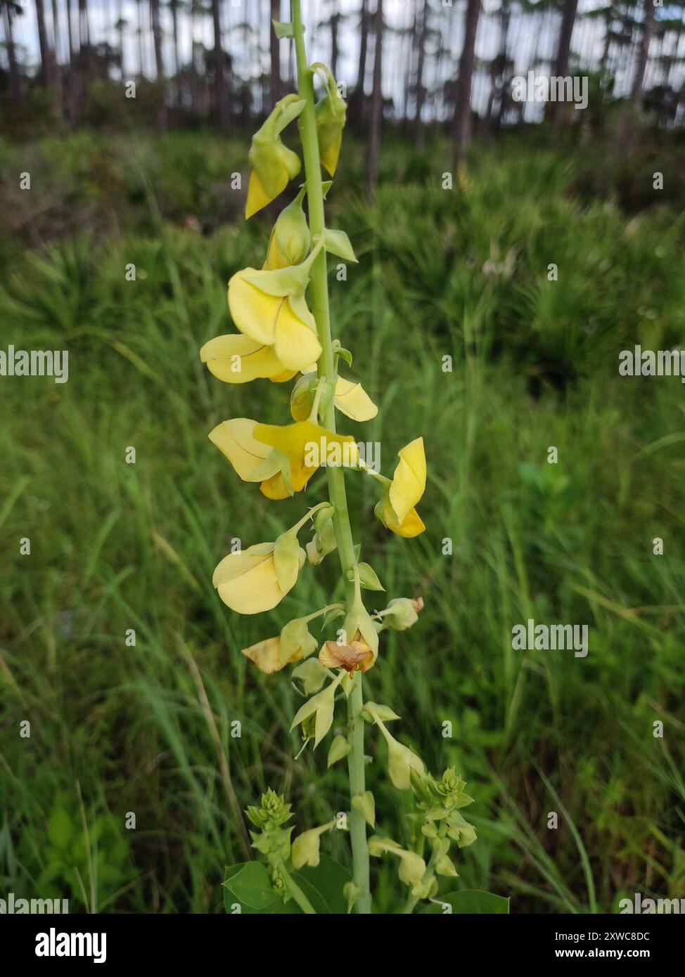 Showy Rattlebox (Crotalaria spectabilis) Plantae Stock Photo - Alamy