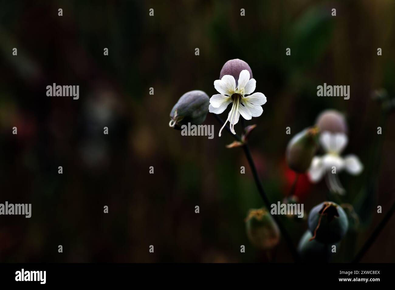 White flowers of bladder campion (Silene vulgaris Stock Photo - Alamy