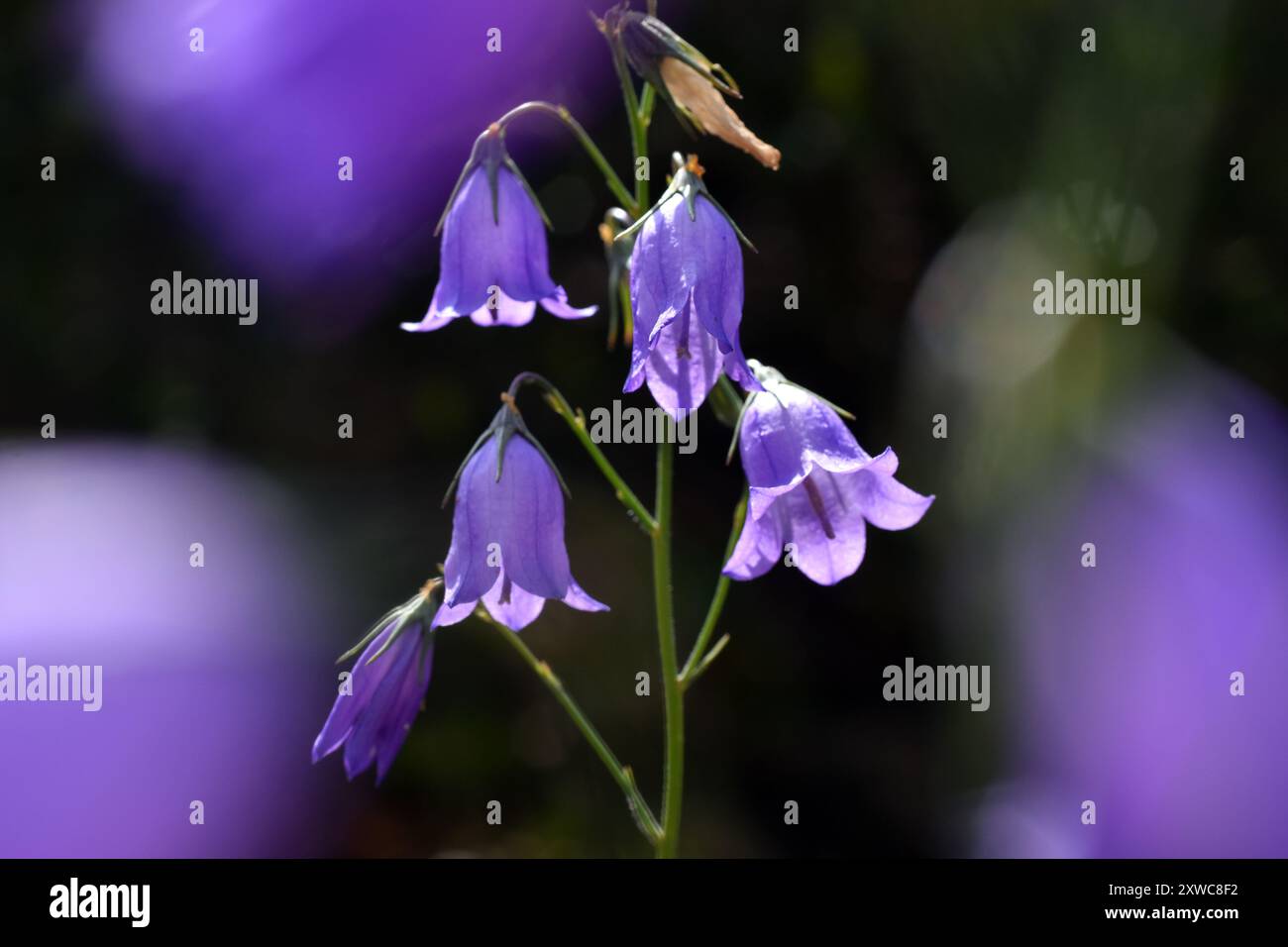 Blue flowers of the common harebell (Campanula rotundifolia Stock Photo ...
