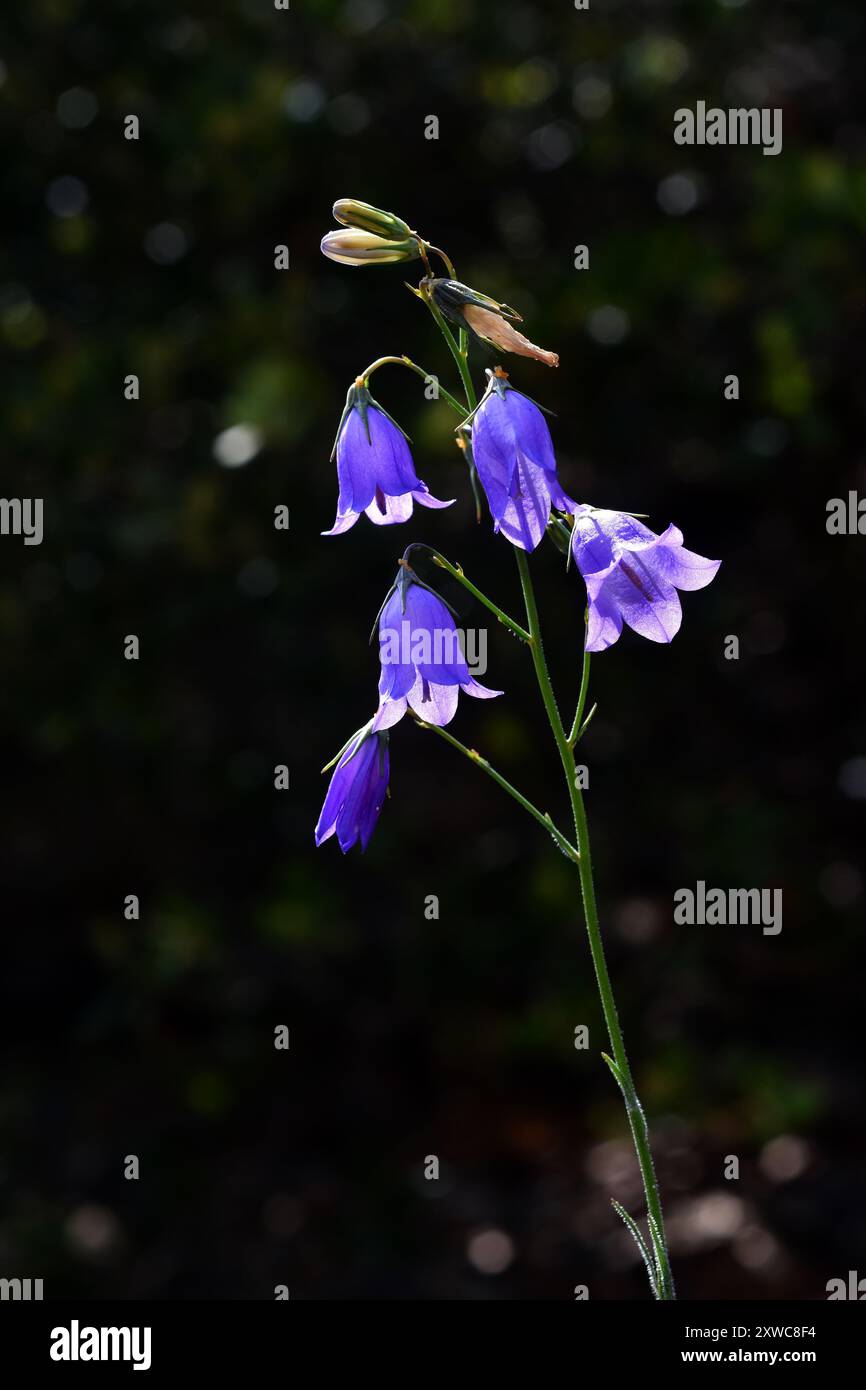 Blue flowers of the common harebell (Campanula rotundifolia Stock Photo ...
