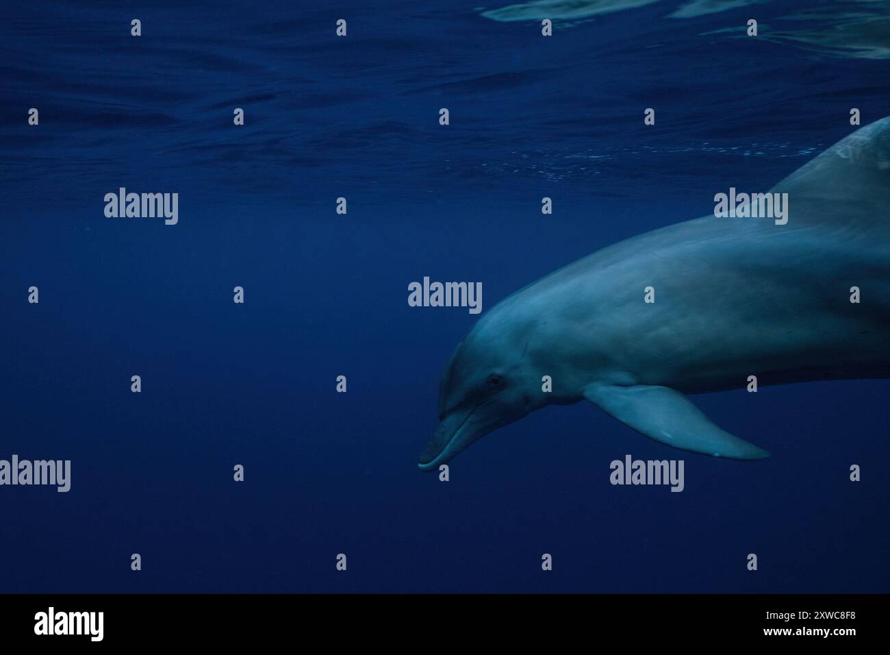 Dolphins swimming inside the barrier reef of Mayotte lagoon Indian ...