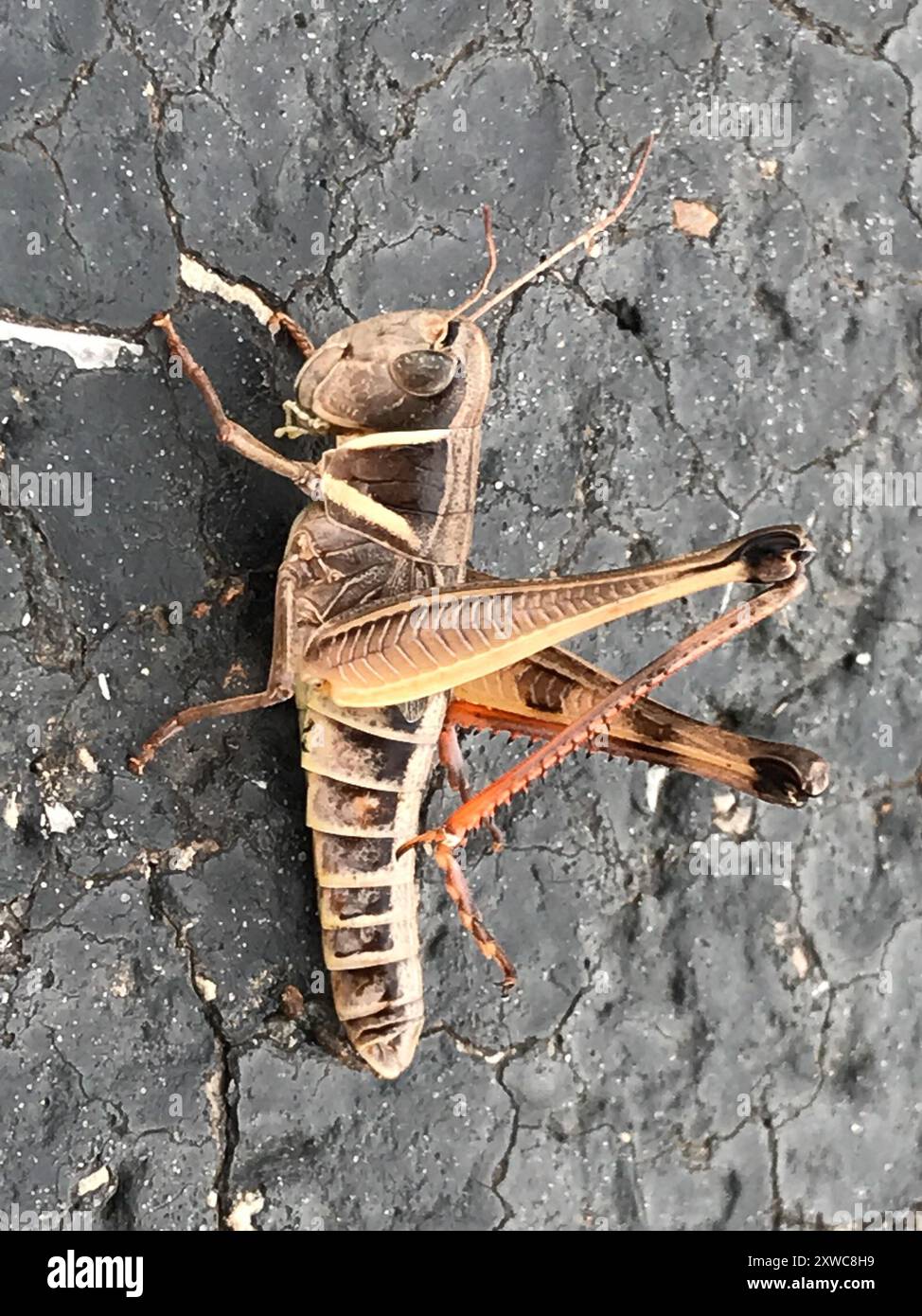 Short-winged Boopie (Boopedon auriventris) Insecta Stock Photo - Alamy