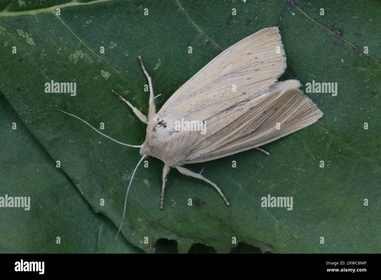 Large Wainscot Moth (Rhizedra lutosa) Insecta Stock Photo - Alamy