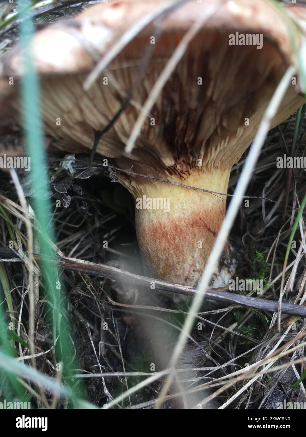 Brown Roll-Rim (Paxillus involutus) Fungi Stock Photo - Alamy