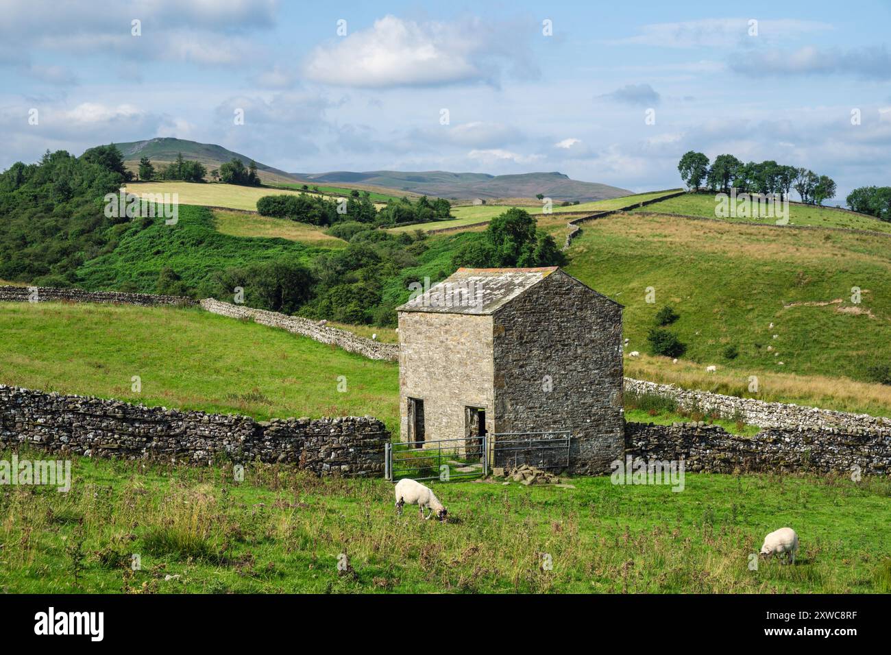 A typical Yorkshire Dales field barn near Bainbridge, Wensleydale ...