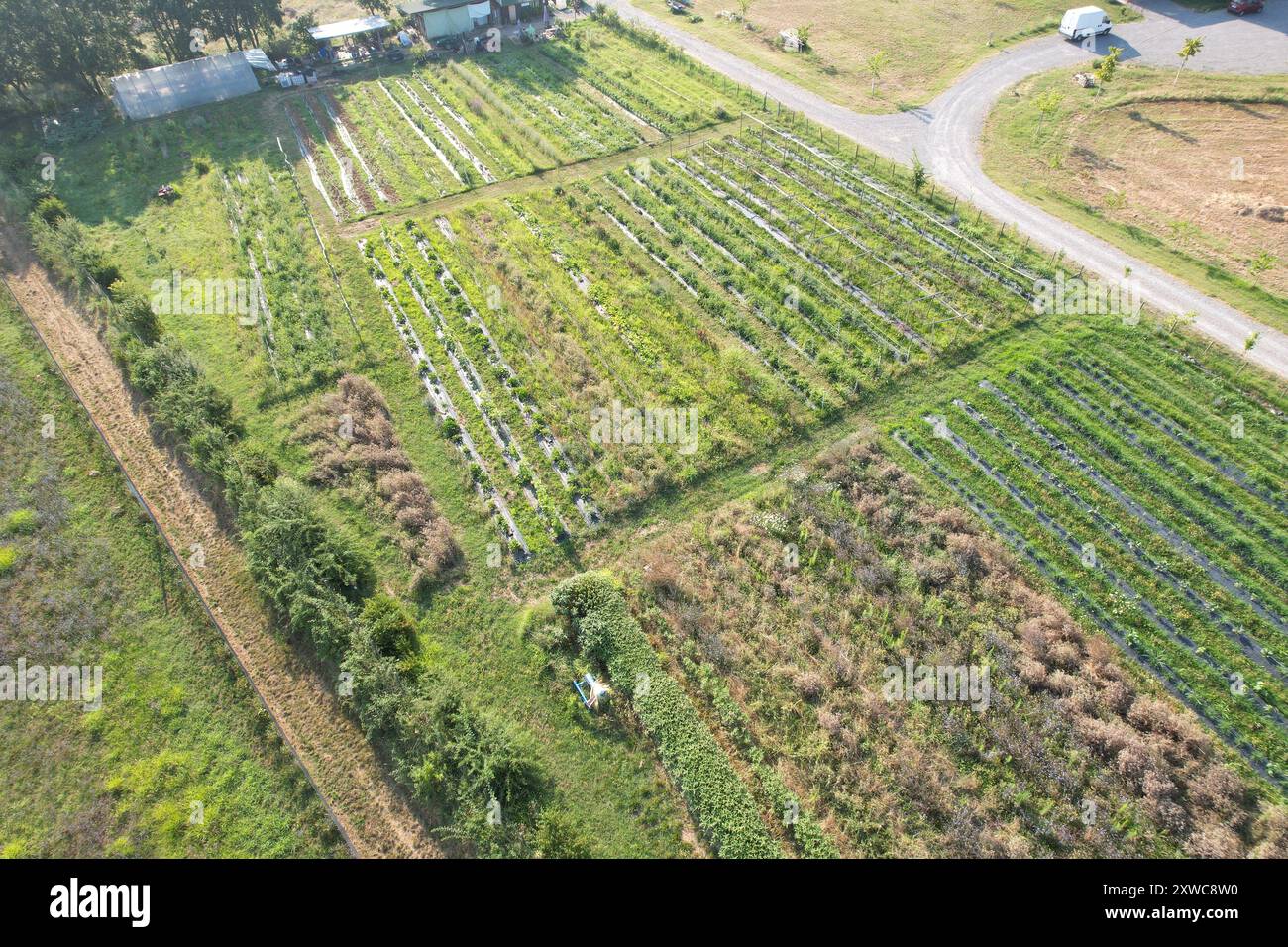 Small scale farming vegetables hi-res stock photography and images - Alamy