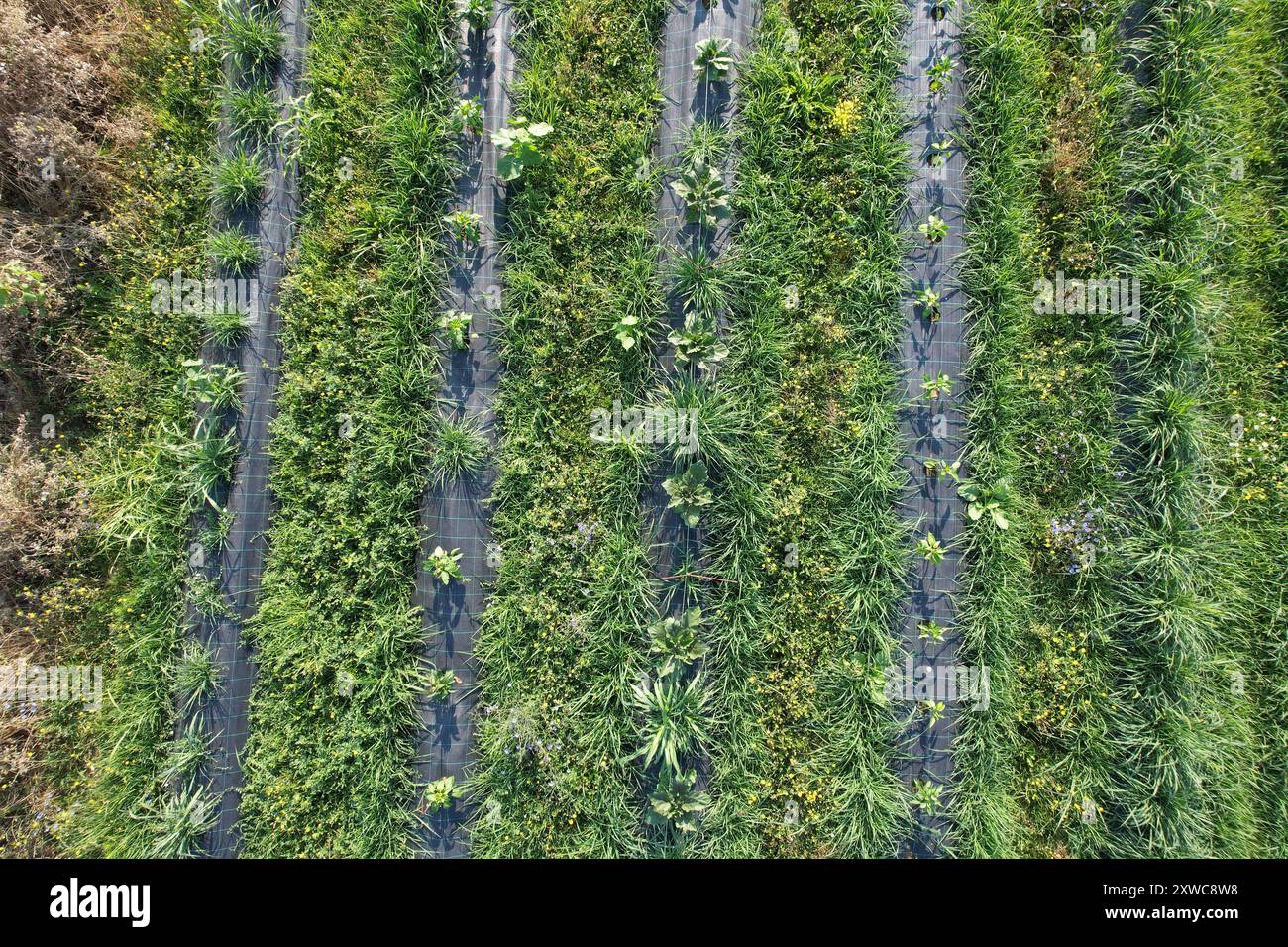 Aerial view farming growing plants hi-res stock photography and images ...