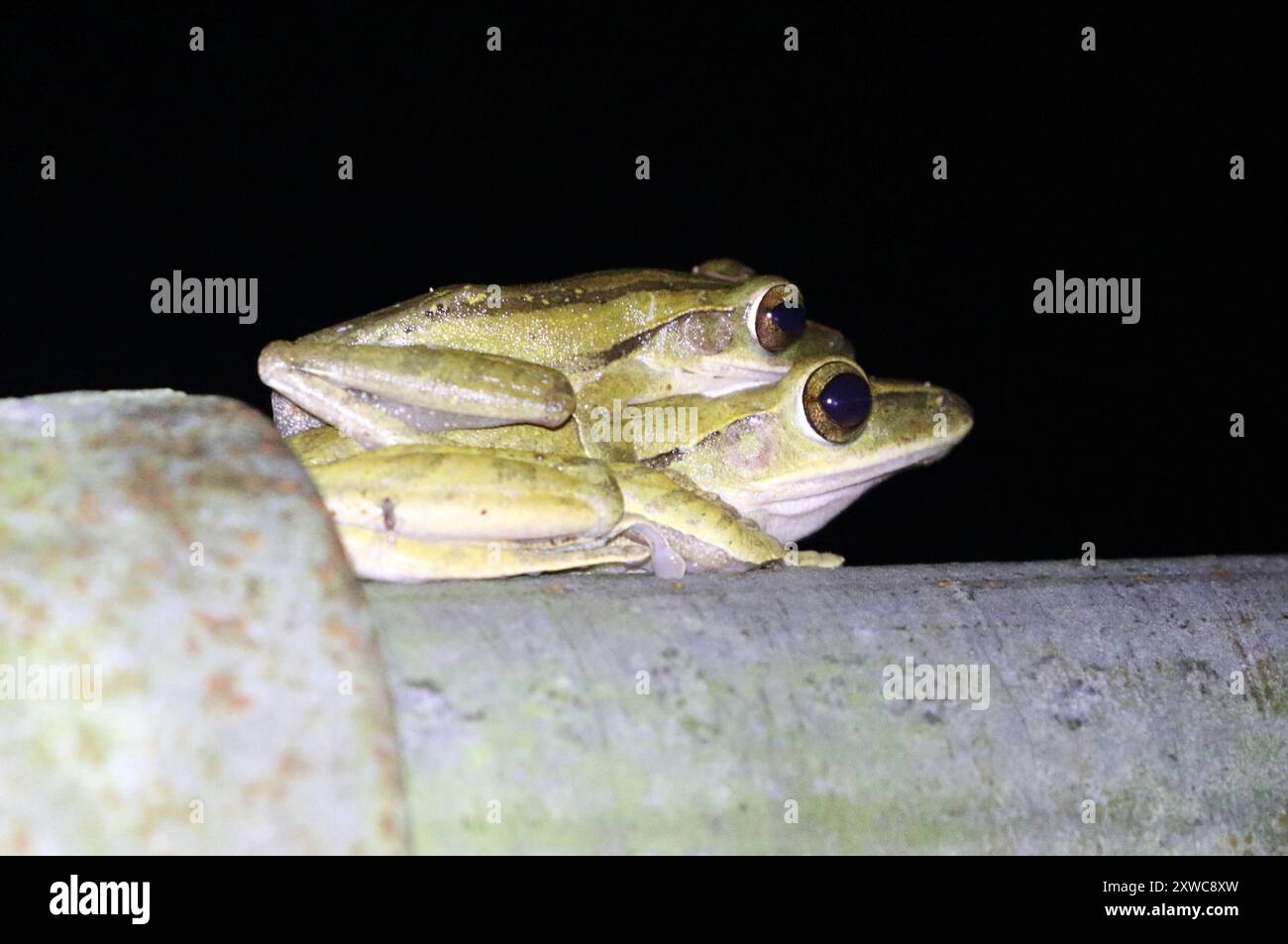 Common Southeast Asian Tree Frog (Polypedates leucomystax) Amphibia ...