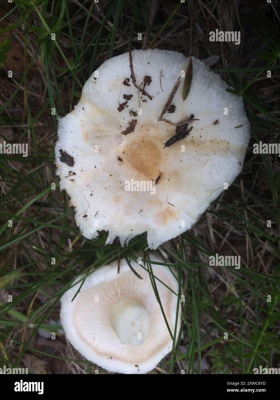 Downy milk cap (Lactarius pubescens) Fungi Stock Photo - Alamy