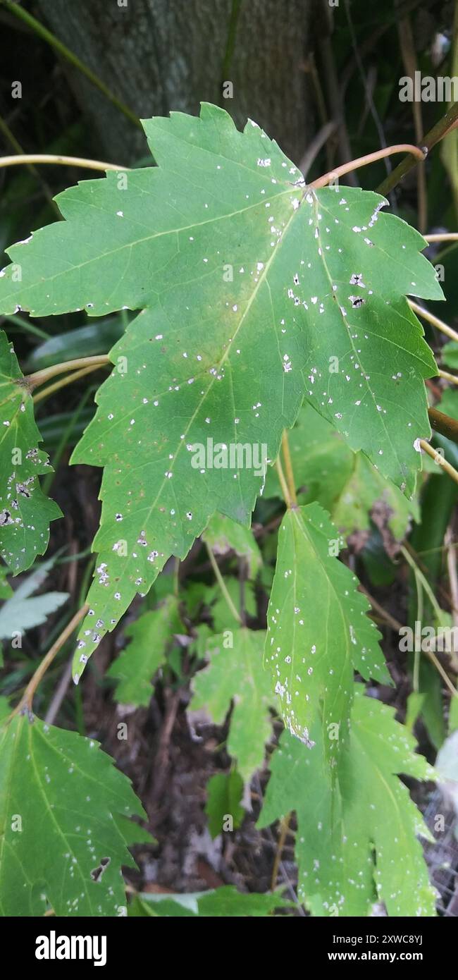 red maple (Acer rubrum) Plantae Stock Photo - Alamy