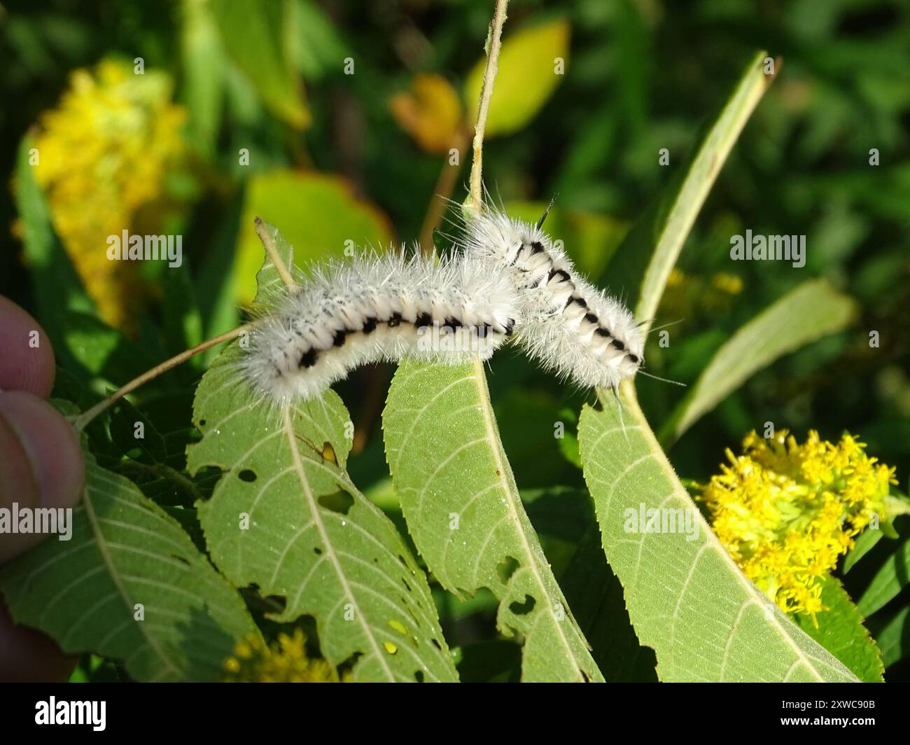 Hickory Tussock Moth (Lophocampa caryae) Insecta Stock Photo - Alamy