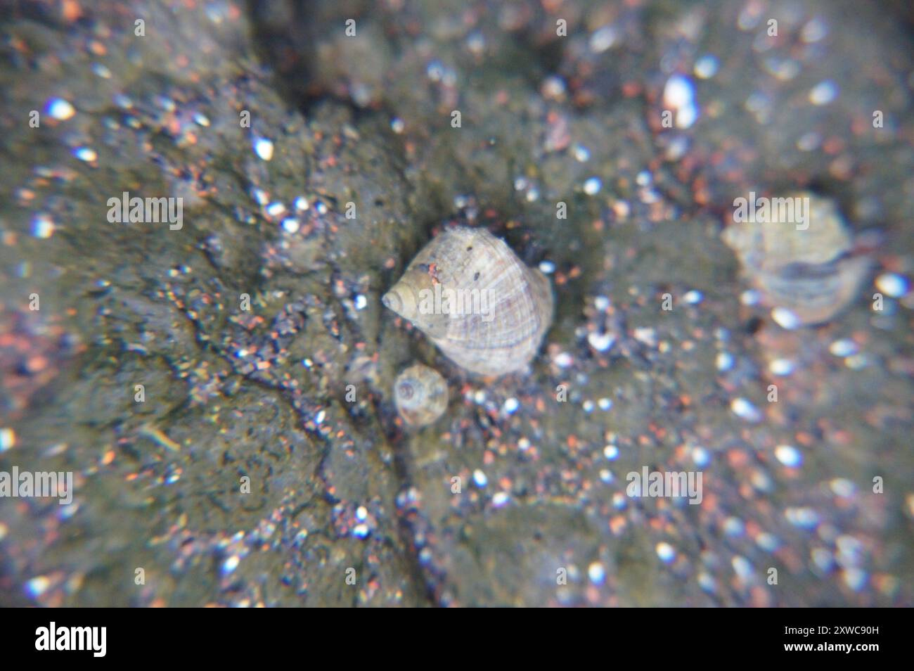 (Tectarius striatus) Mollusca Stock Photo - Alamy