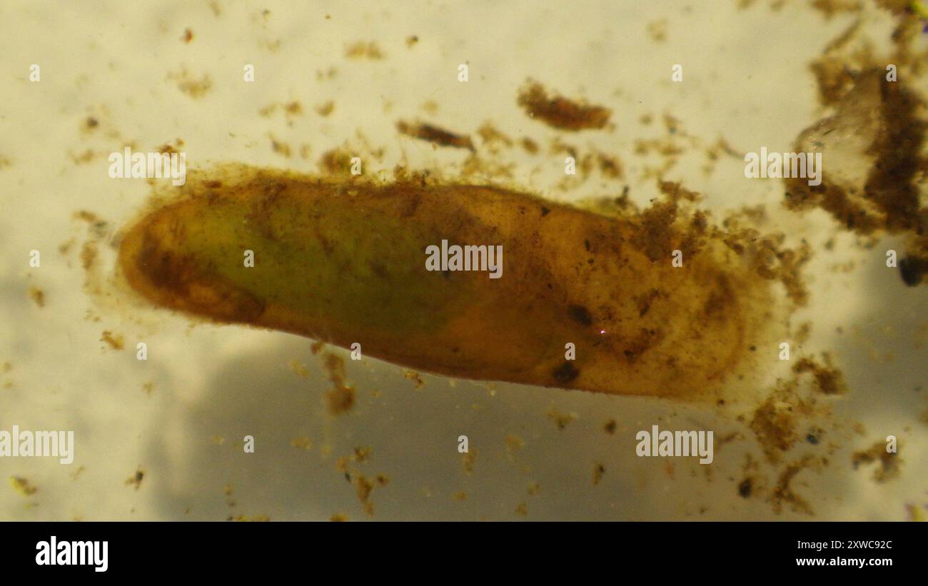 Microcaddisflies hi-res stock photography and images - Alamy