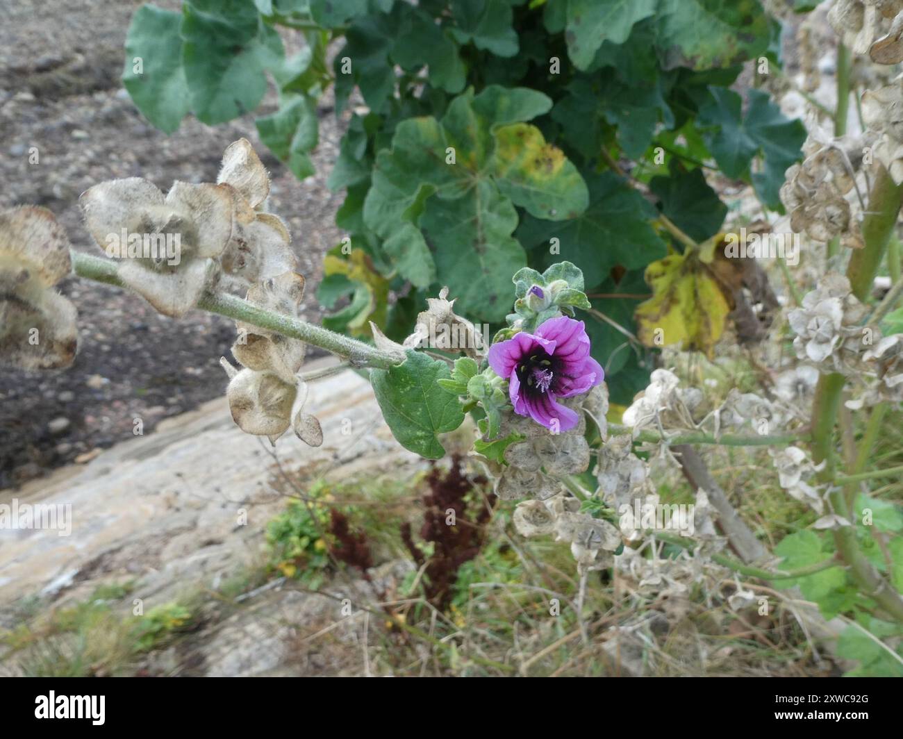 Tree Mallow (Malva arborea) Plantae Stock Photo - Alamy