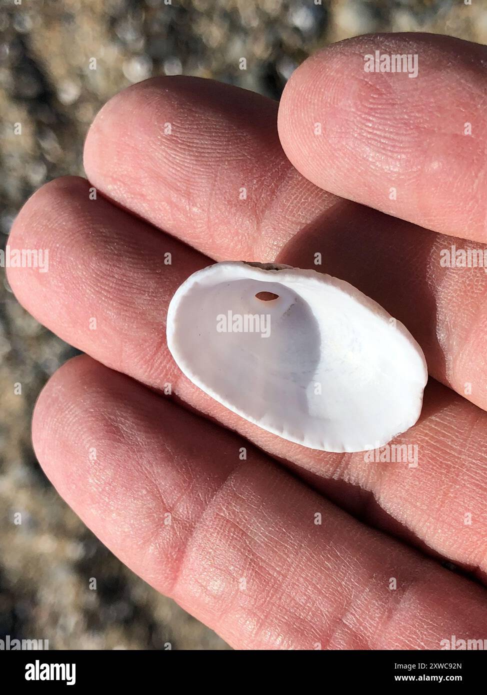 Diodora aspera hi-res stock photography and images - Alamy