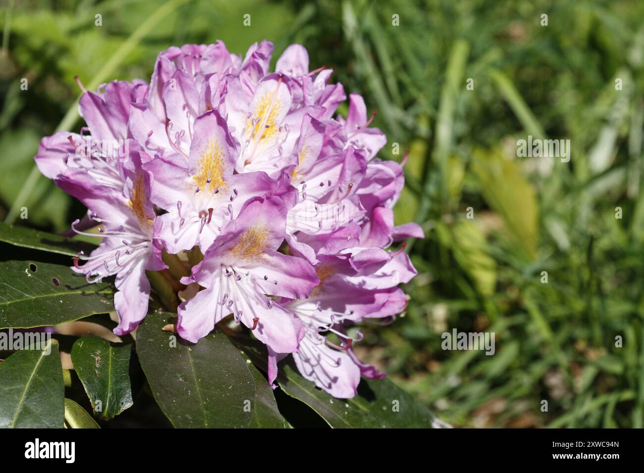Common Rhododendron (Rhododendron ponticum) Plantae Stock Photo - Alamy