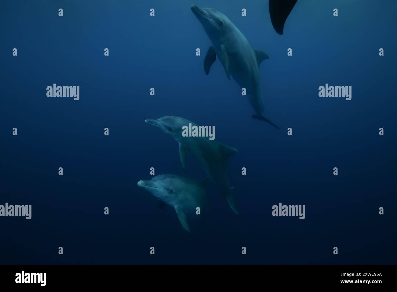 Dolphins swimming inside the barrier reef of Mayotte lagoon Indian ...