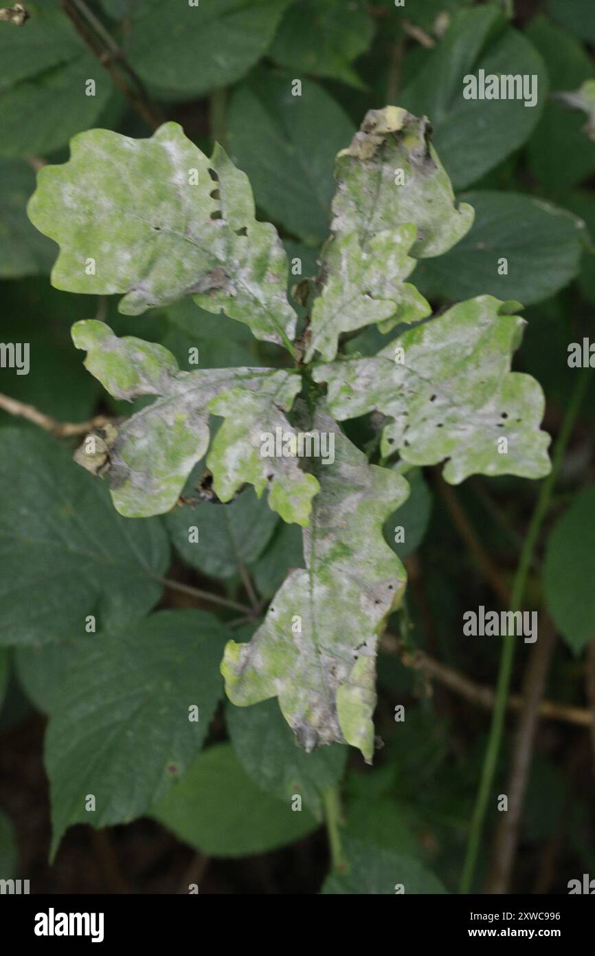 Erysiphe alphitoides hi-res stock photography and images - Alamy