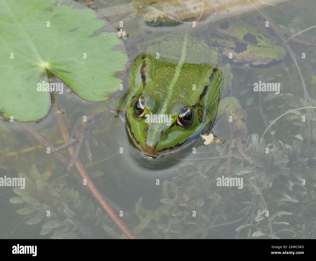 Water Frogs (Pelophylax) Amphibia Stock Photo - Alamy