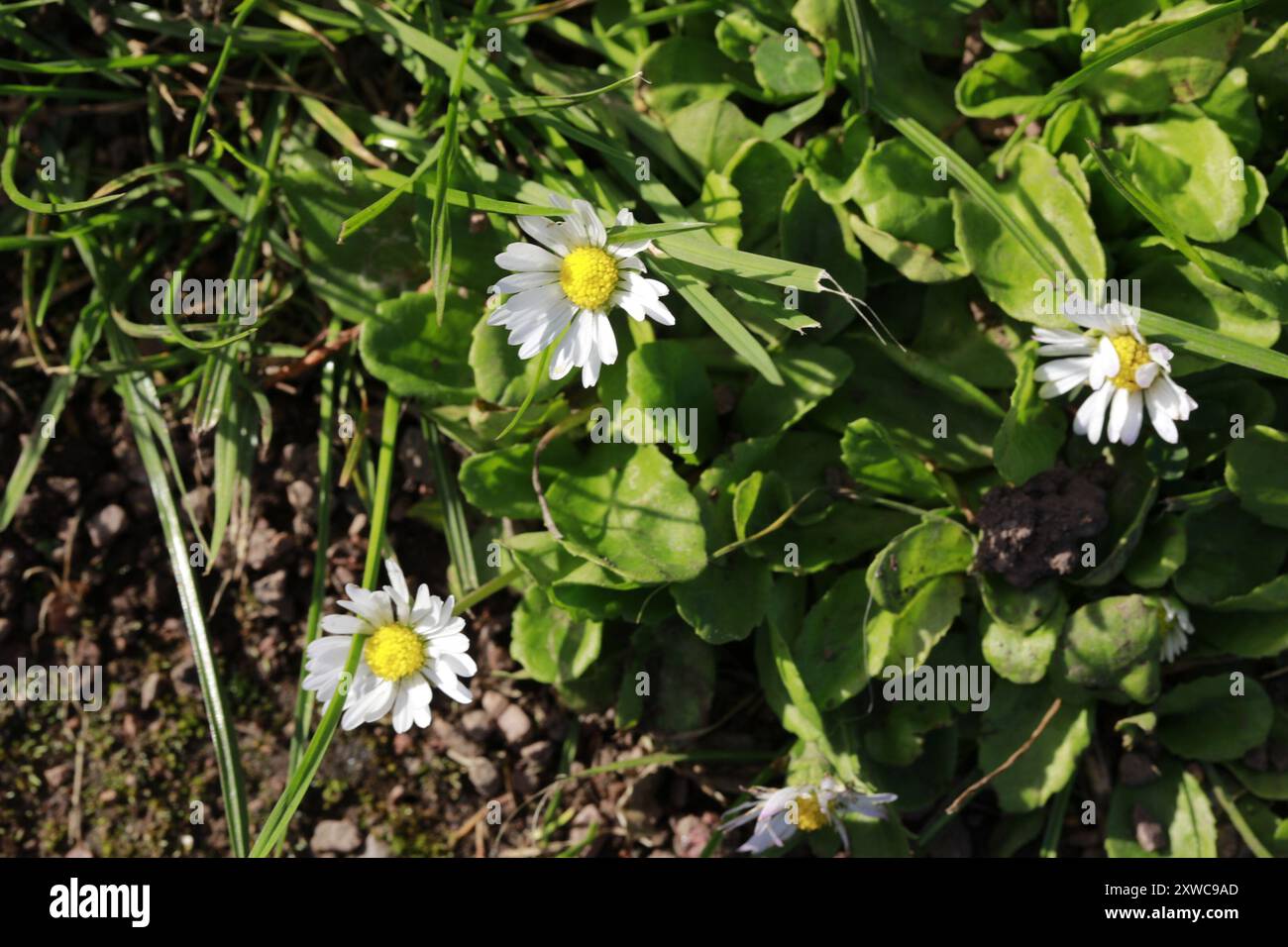 Lawn daisy (Bellis perennis) Plantae Stock Photo - Alamy