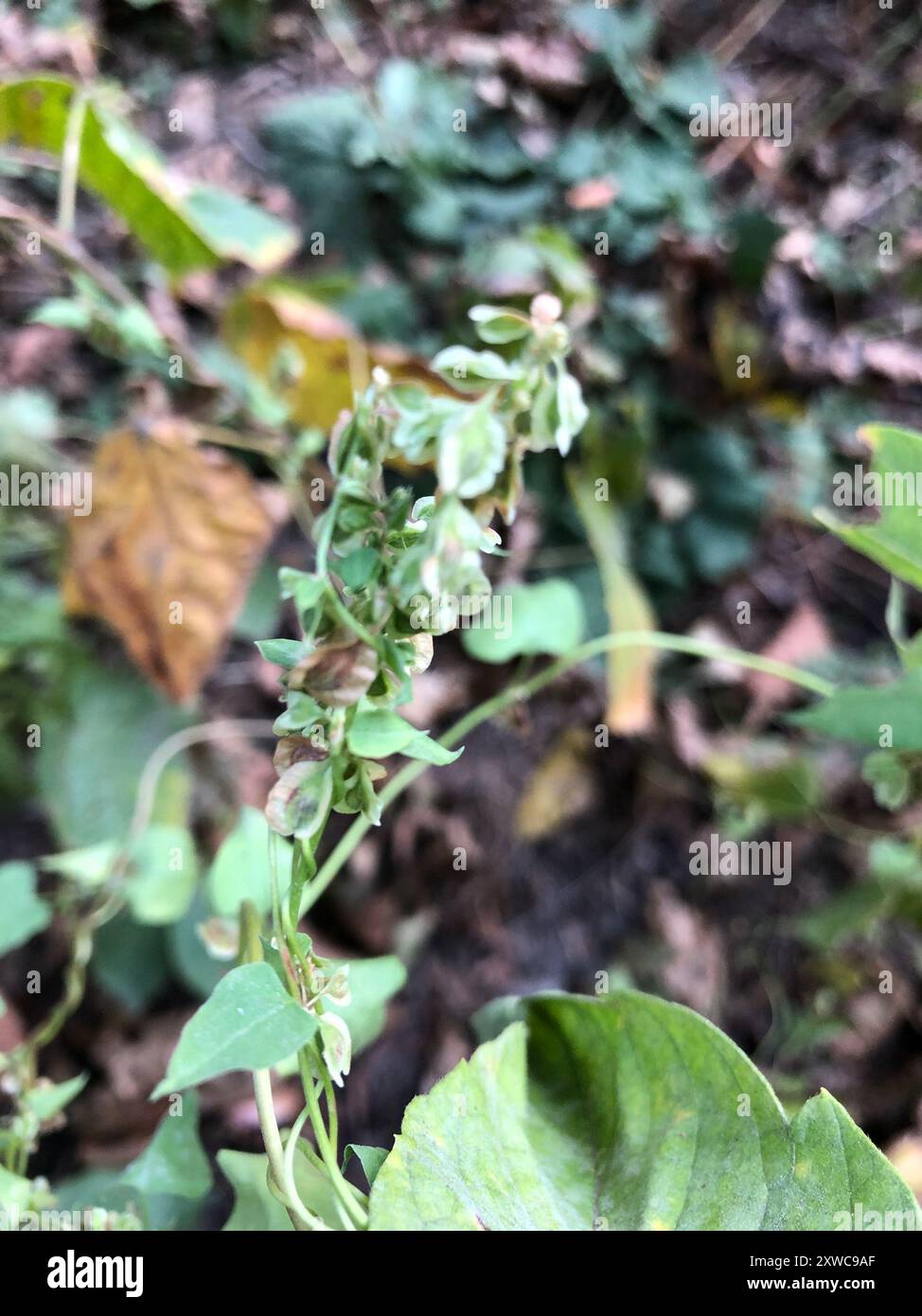 Copse-bindweed (Fallopia dumetorum) Plantae Stock Photo - Alamy