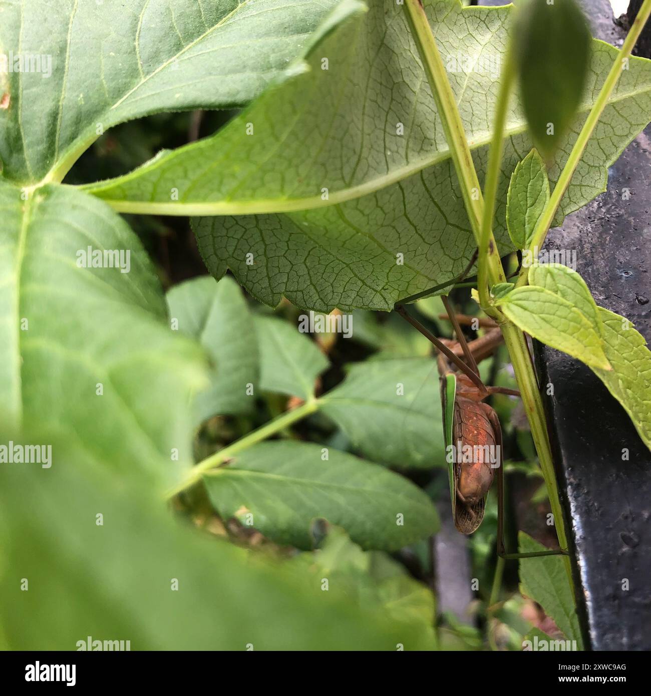 Chinese Mantis (Tenodera sinensis) Insecta Stock Photo - Alamy