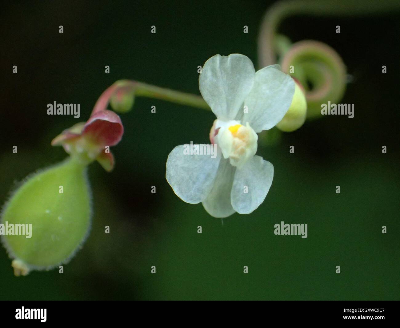 Lesser Balloon Vine (Cardiospermum halicacabum) Plantae Stock Photo - Alamy